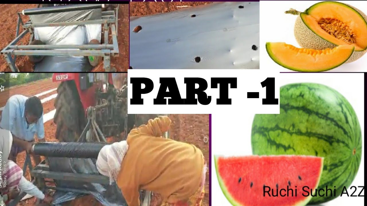 Watermelon and Muskmelon Cultivation By using Automated Mulching ...