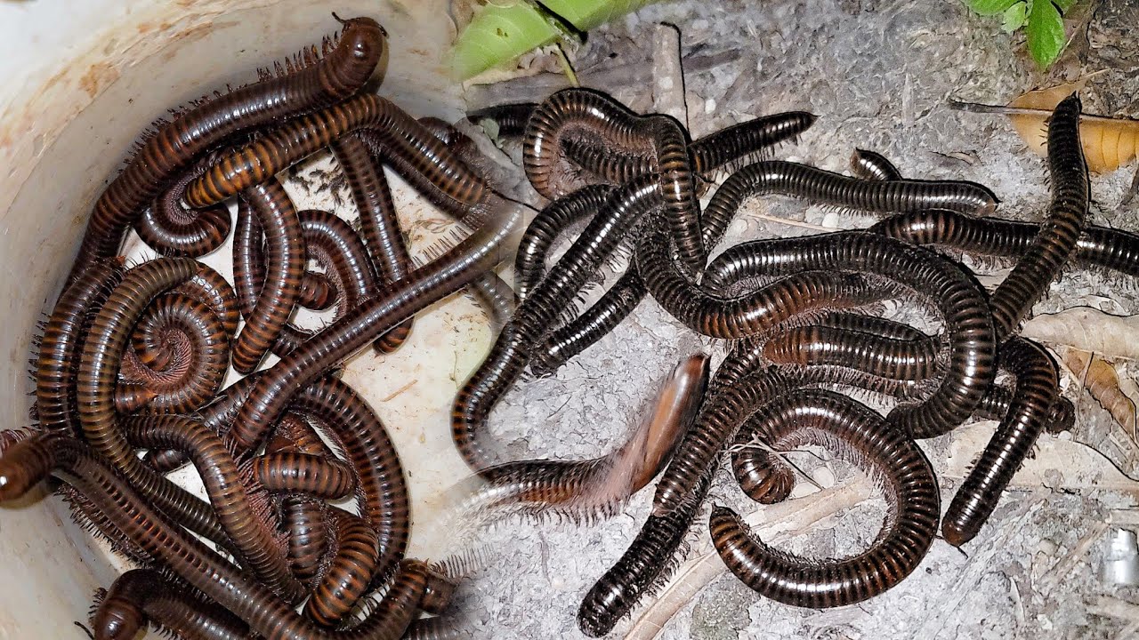 Release Millipede Back To Natural #anime #pet #animal #mypets #nature # ...