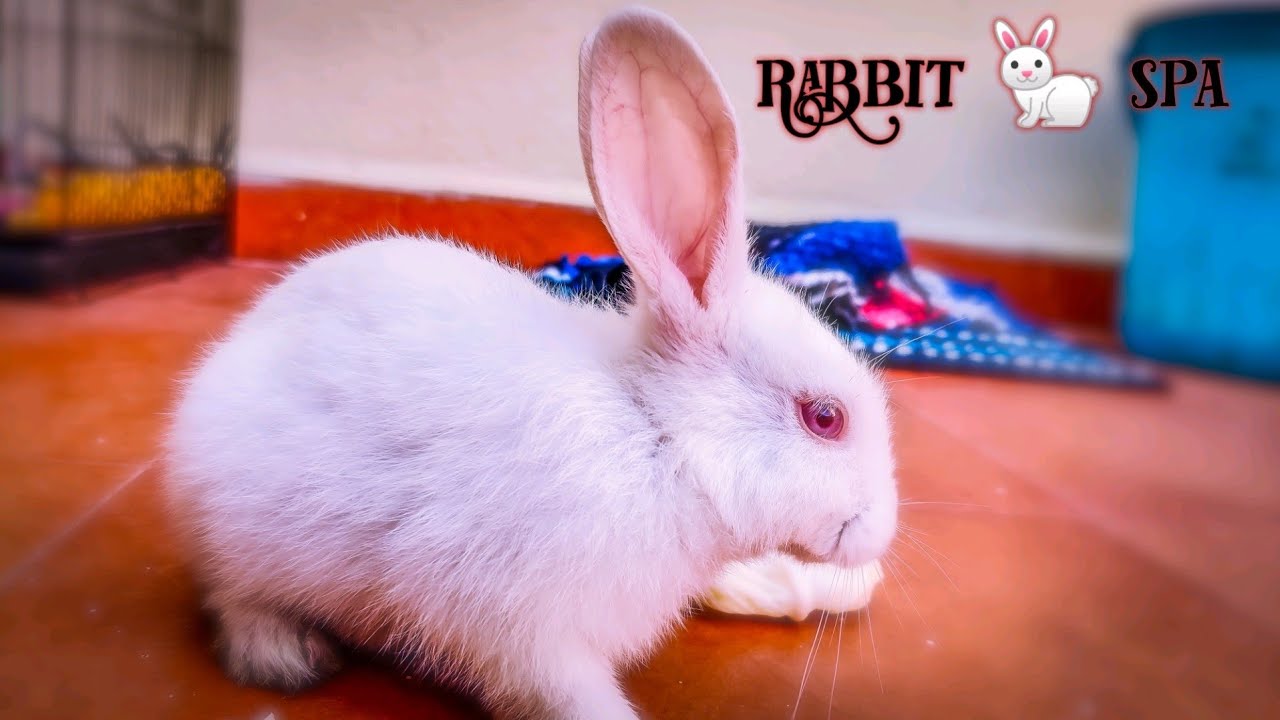rabbit 🐇 spa 😁 - YouTube