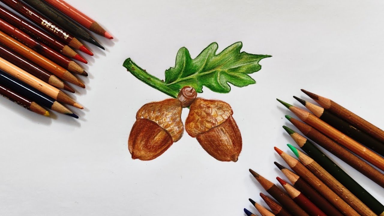 "How to Draw an Acorn with Colored Pencils? | Step-by-Step Tutorial ...
