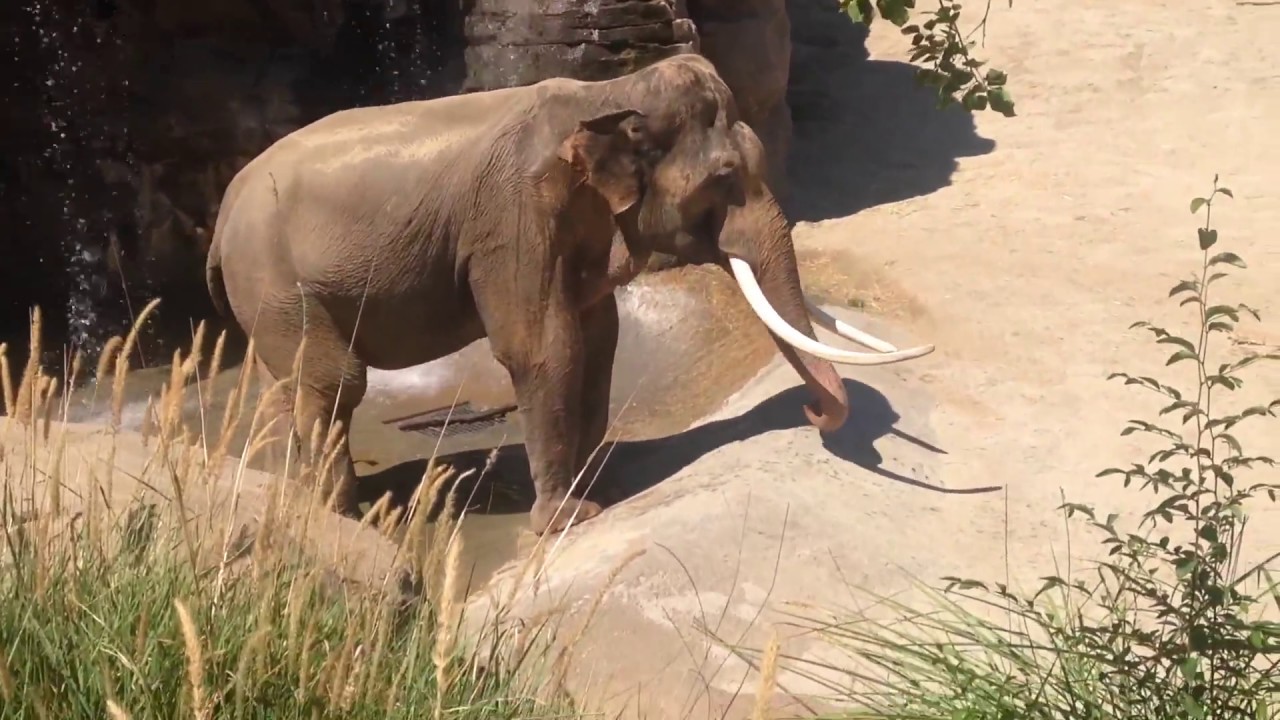 🐘Michael Jackson The Elephant - YouTube