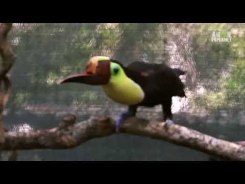 Toucan gets a new beak after abuse