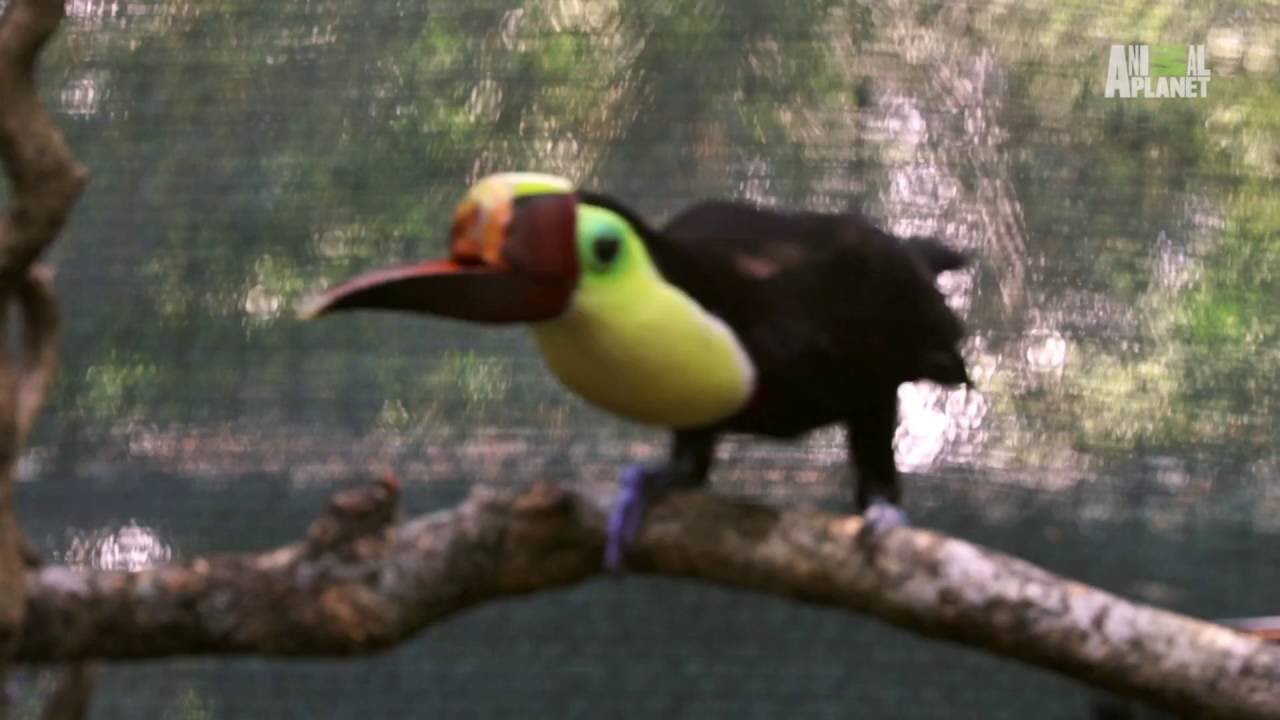 Toucan gets a new beak after abuse - YouTube