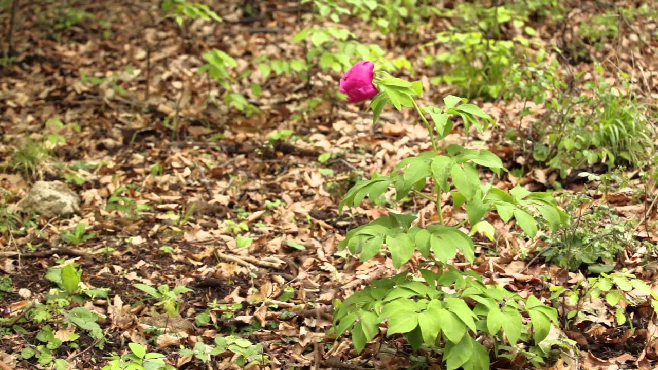 Bujorul banatic (Paeonia officinalis ssp. banatica) - Să-l protejăm ...