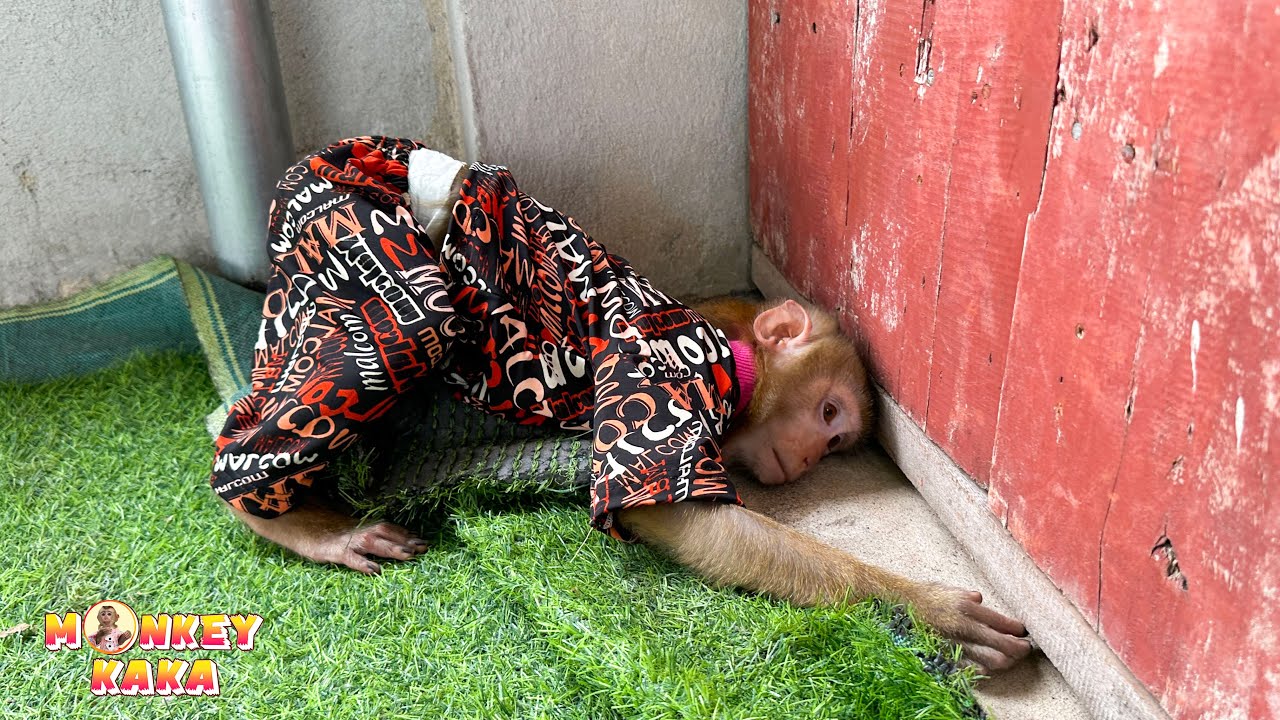 Monkey Kaka make a cry for help because her was stuck on the rooftop ...
