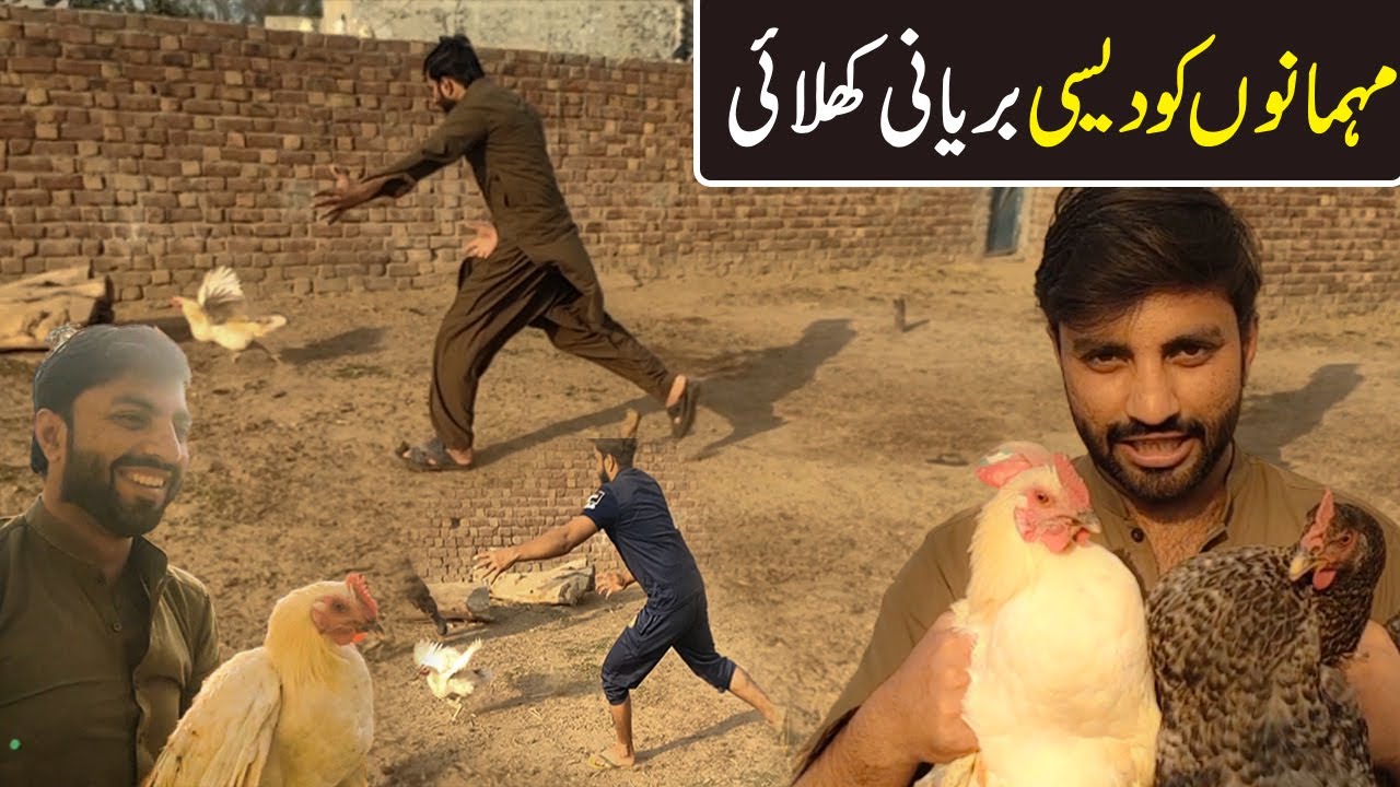 Mehano ko Desi Murgi ki biryani khelai/buhat mushkil say pakri 2no ...