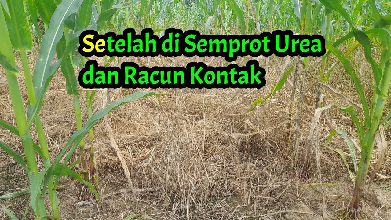 Racikan Racun Rumput kontak Mix Urea - YouTube