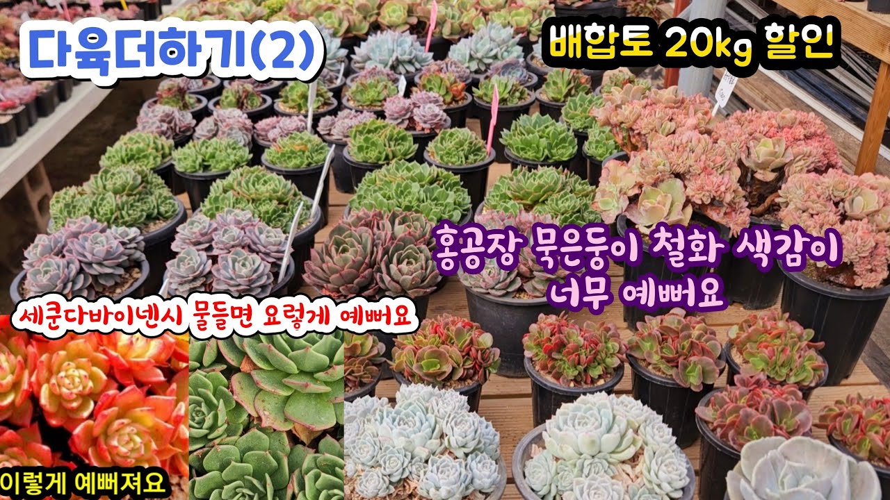 다육더하기2 예쁜 다육이 군생 입고 홍공작 묵둥이 철화가 요렇게 예쁜 아이는 처음봐요 골든쉐도우 카시즈폴 세쿤다바이넨시