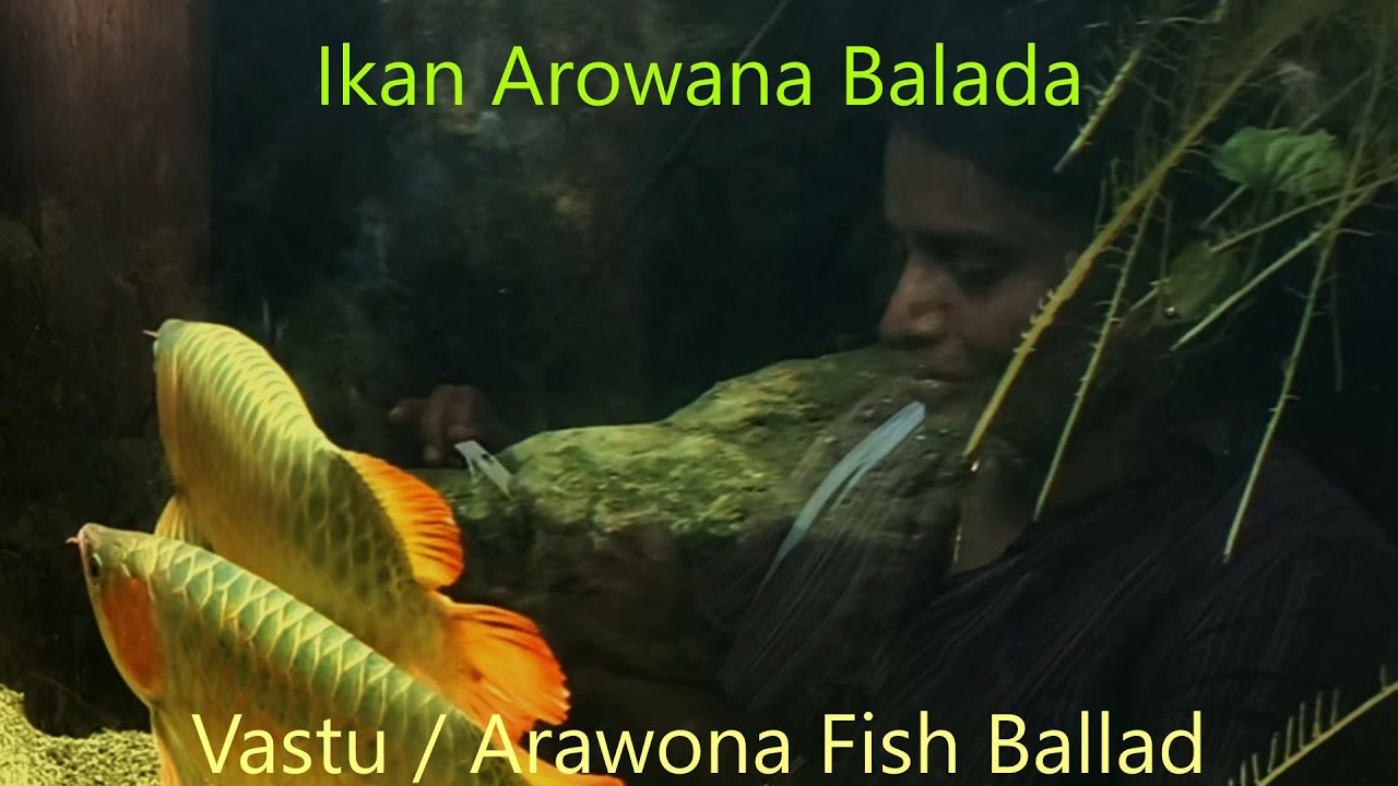 Arowana fish Ballad / Ikan Arowana Balada / 龙鱼民谣 - YouTube