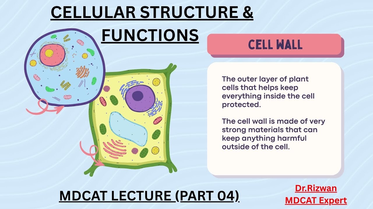 Cellular structure & functions || Lecture 4 || Cell Wall || Dr.Rizwan ...