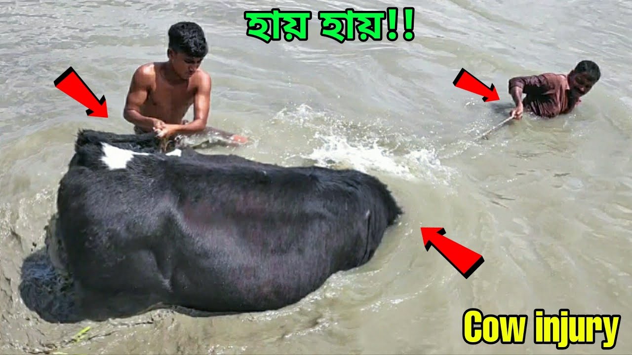 Cow injury | Very Popular Village Cattle Market | Para Gram Gorur Haat ...