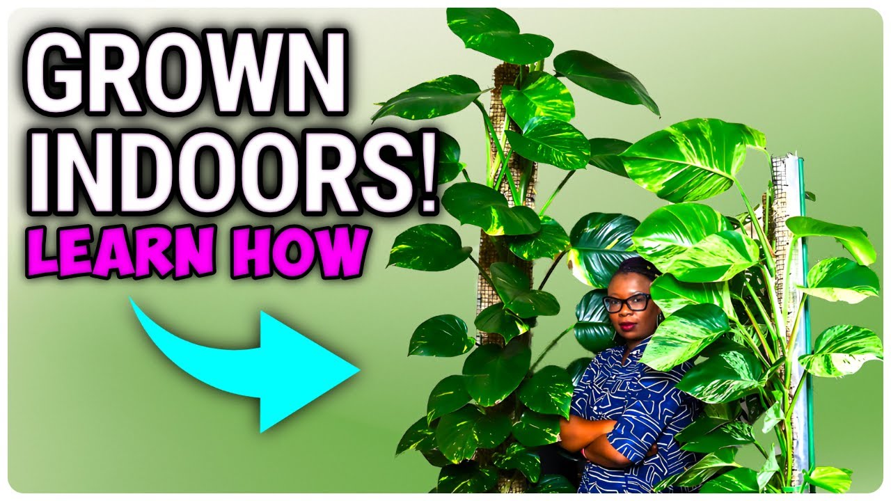 COMPLETE Beginner's Guide For Growing LARGE Indoor Plants - YouTube