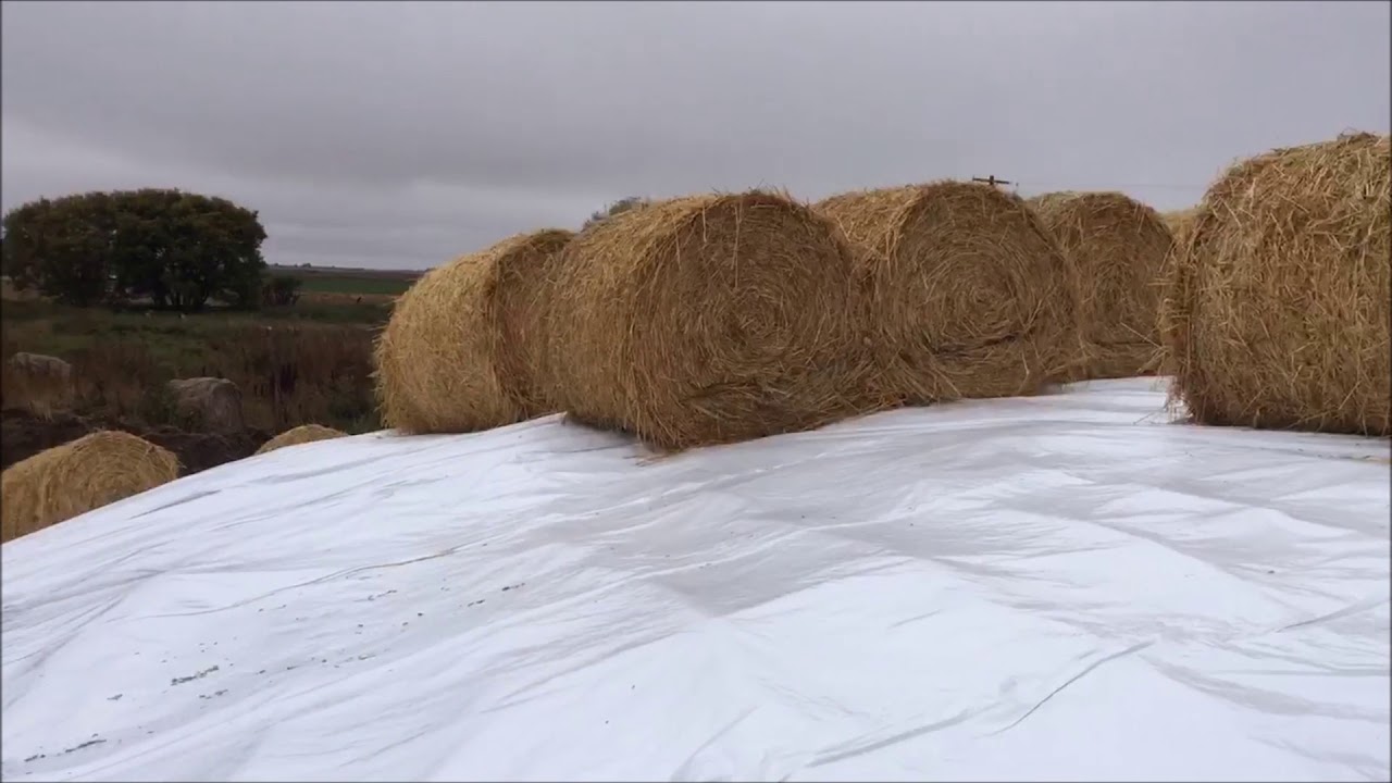 Chopping Corn silage - YouTube