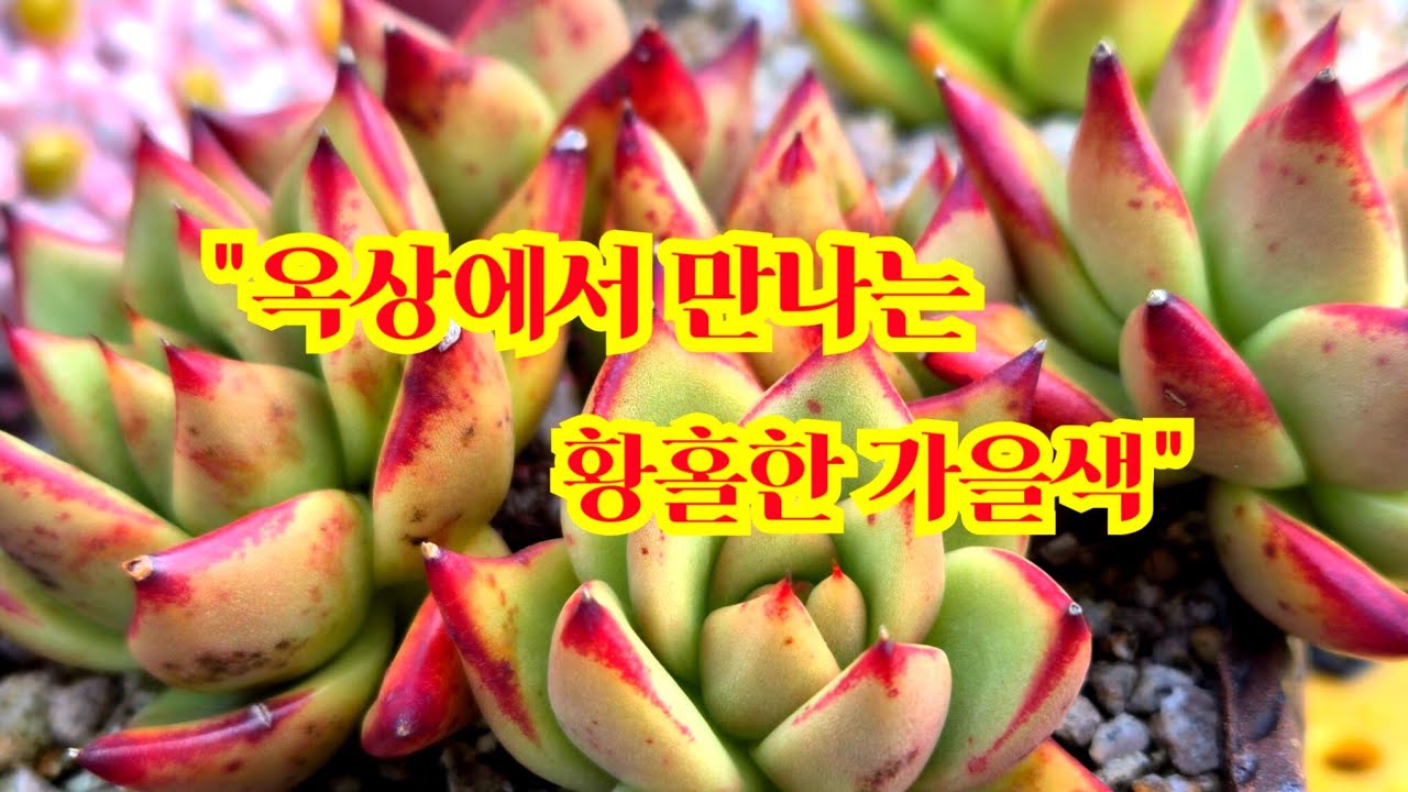 옥상에서 만나는 황홀한 가을색🍁하루하루가 다르다🍁다육이단풍옥상다육이걸이대다육이 Youtube