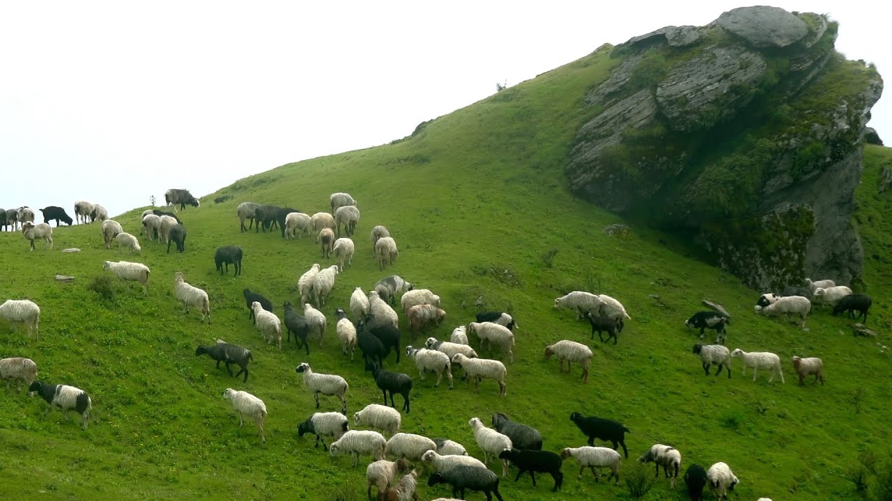 Rural Pastoral life of Nepal || Video - 5 || shepherd life of Himalayan ...
