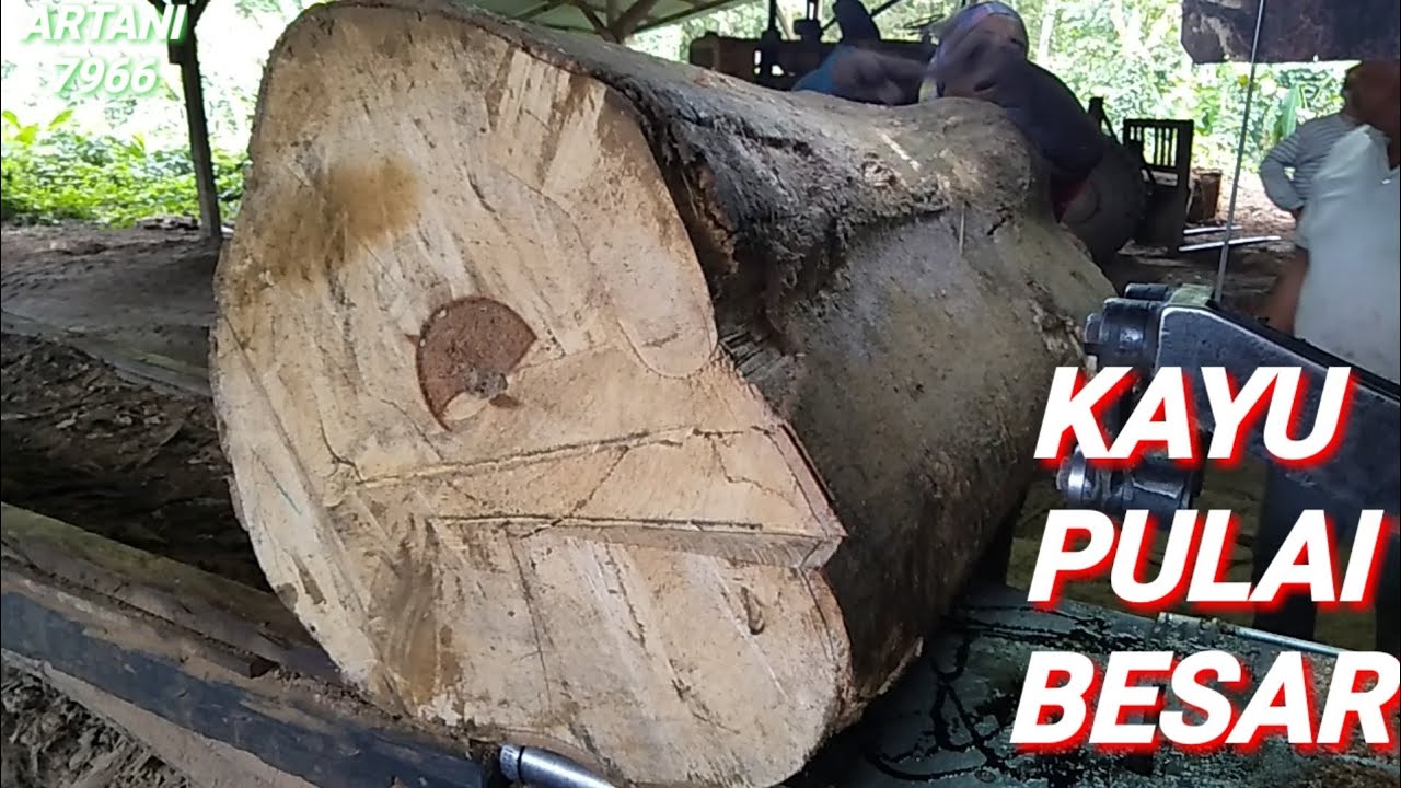 Amazing sawmill wood!! PROSES PEMOTONGAN KAYU PULAI BESAR. SIMAK TERUS ...