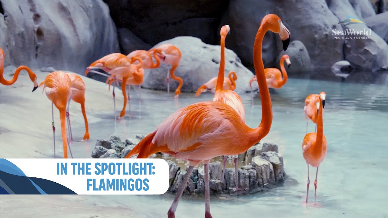 Flamingos: in the Spotlight | SeaWorld Yas Island, Abu Dhabi - YouTube