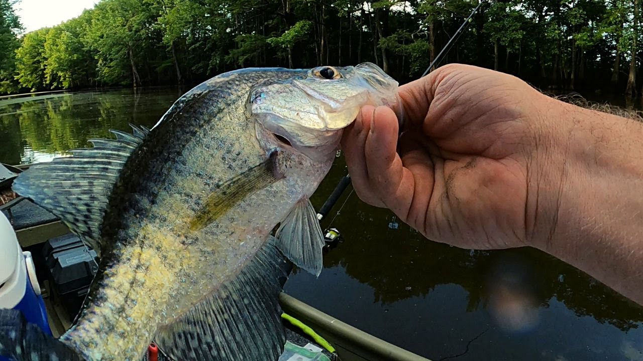 "Hot summer Crappie fishing tips and tricks" - Fishing