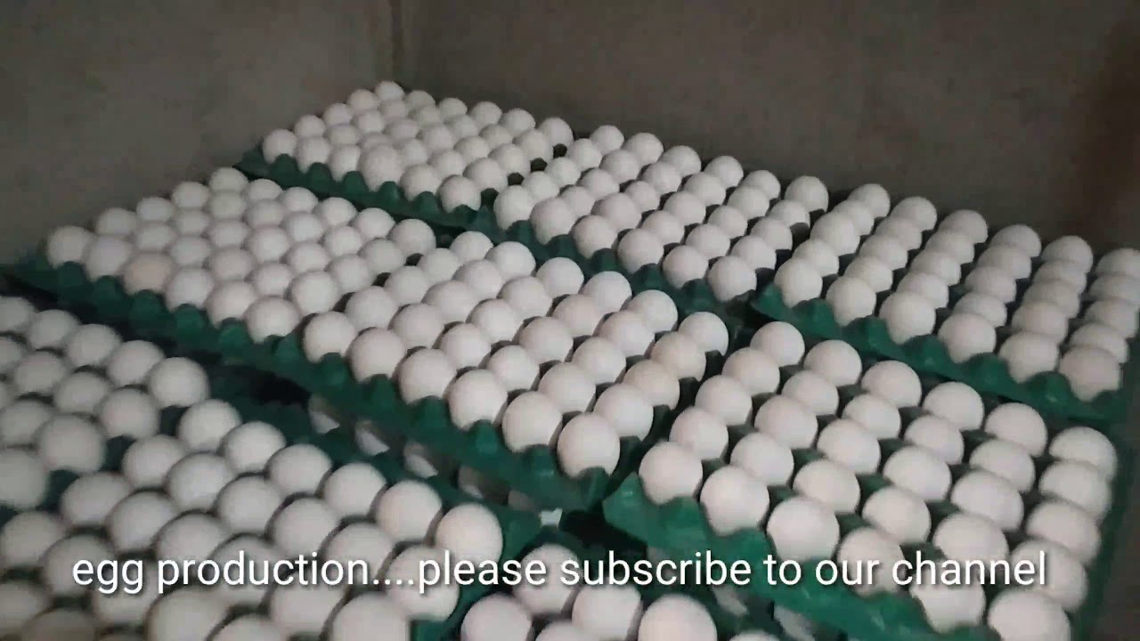 #layer_poultry_farming #poultryBusiness Egg Production | White Chicken ...