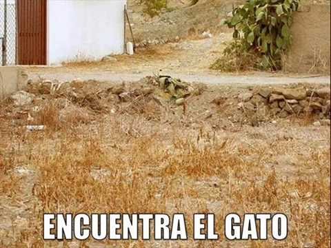 Encuentra el gato en esta imagen - YouTube