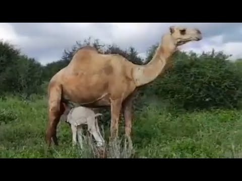 Quruxdiisa geel dhalay iyo dhaqanka xoolaha. - YouTube