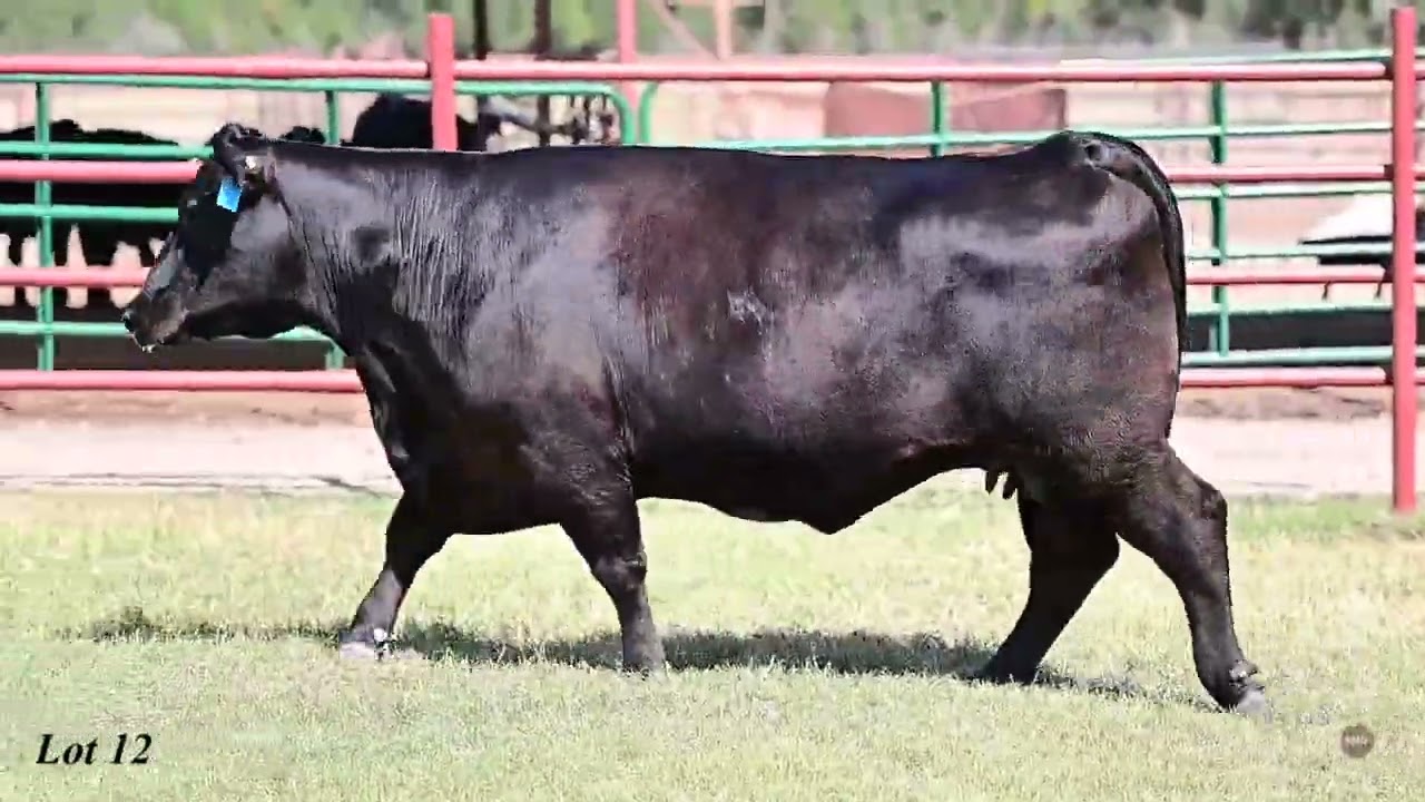 st genetics 2022 lot 12 mp4 1080p - YouTube