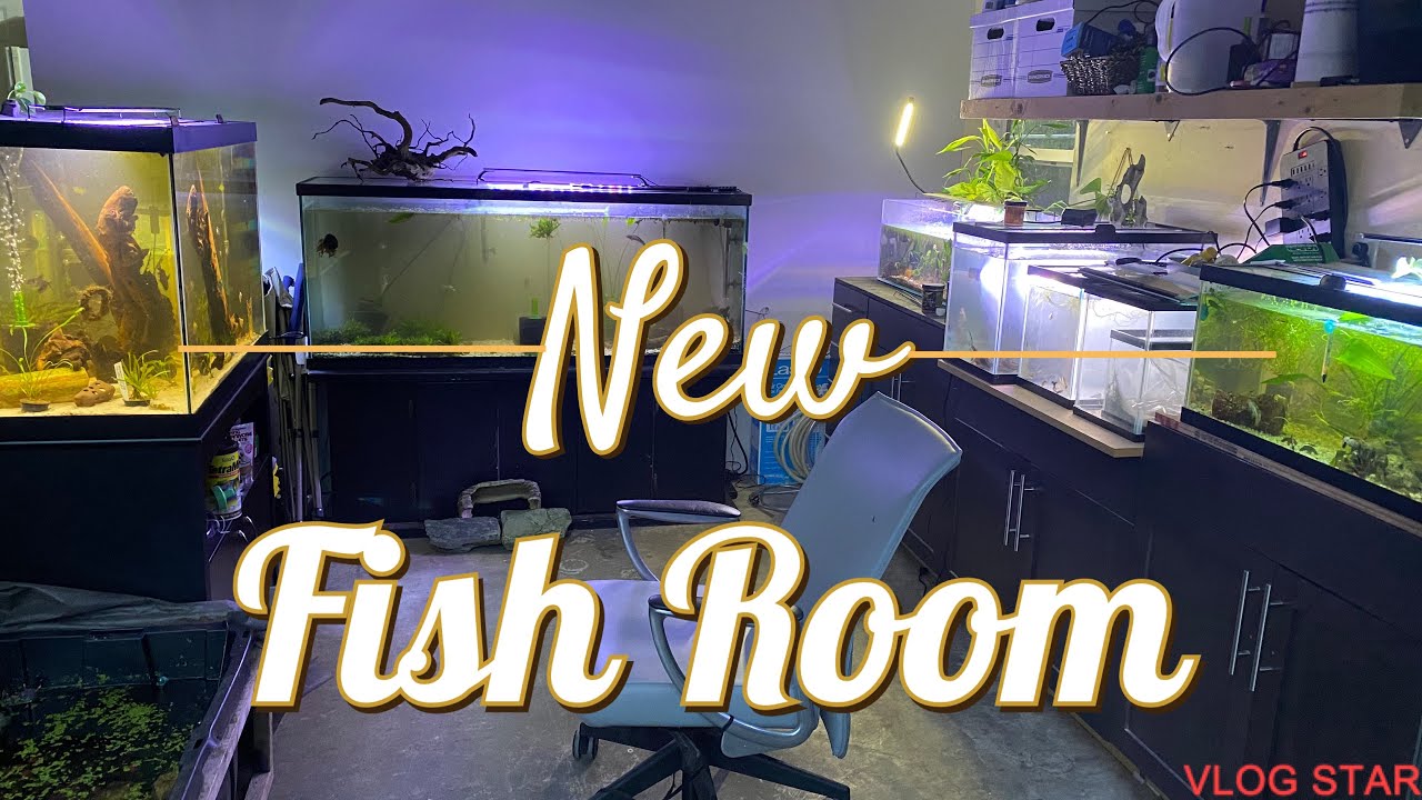 All New Fish Room Update! New House New Fish Room! #pnw #fishkeeping # ...