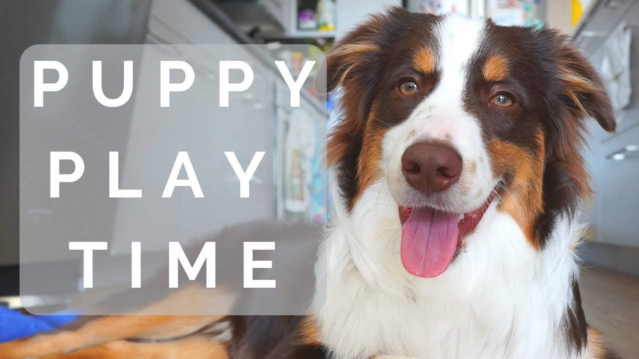 Training Time with Musubi | Puppy training | Mini Australian Shepherd ...