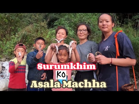 Duwali Fishing (Asala,Tite Machha fish) from TawaKhola ,Surumkhim ...