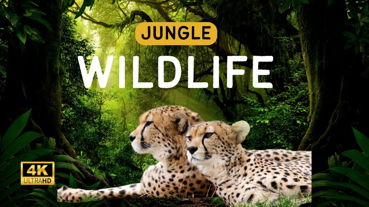 The Life of the Cheetah | Wildlife | Wildlife documentary | Wildlife 4k ...