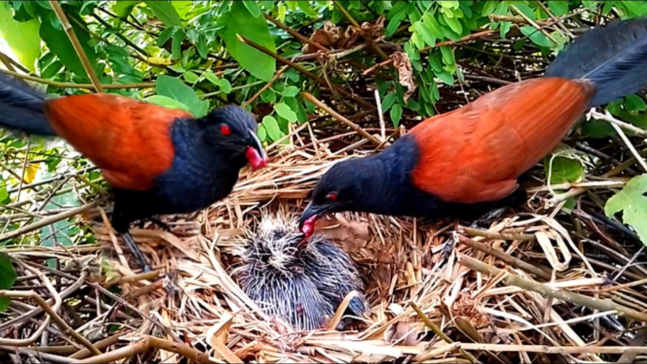 Greater coucal birds bring a piece of fresh red meat to feed their ...