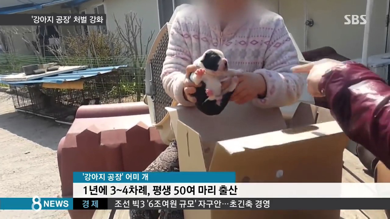 강제 임신·낙태 강아지 공장/ the dog factory, puppy mill in Korea - YouTube