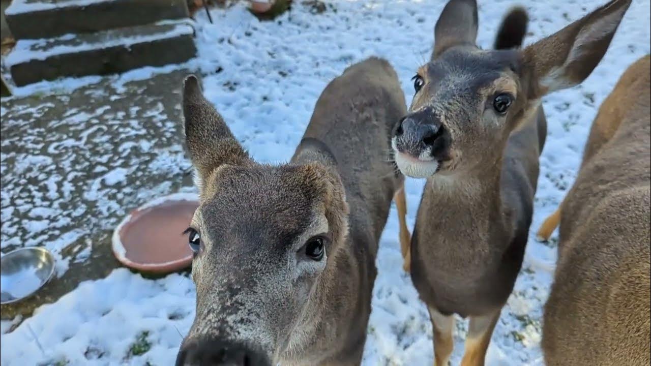Mama One Eye And The Fawn Twins Eager For Carrots 😃 Like Subscribe