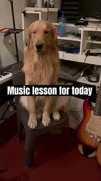 Golden retriever music lessons - YouTube