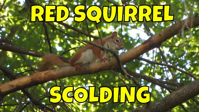 Red Squirrel Scolding ~ Angry Red Squirrel ~ New England Wildlife ...