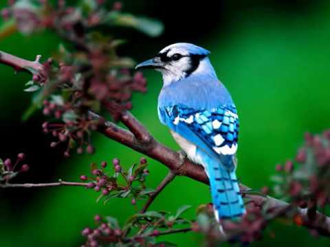 Chidiya ki avaj - YouTube