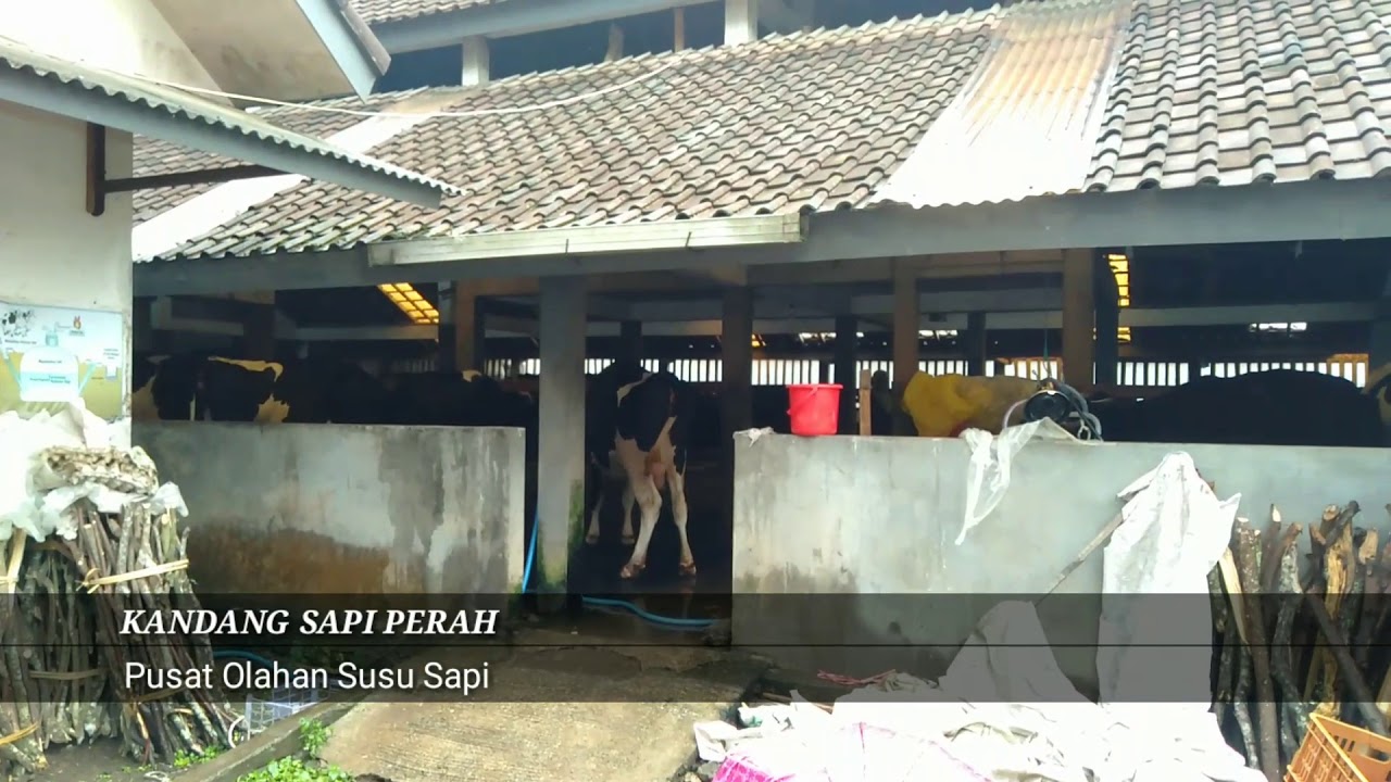 PUSAT OLAHAN SUSU SAPI | PUJON KIDUL - YouTube