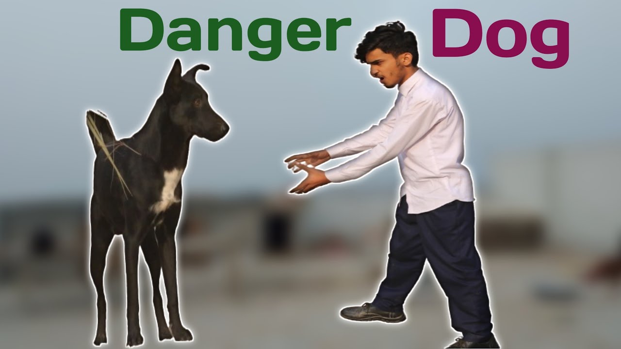 KHATARNAK DOG NA ATTACK KAR DIYA | UHV VLOG - YouTube