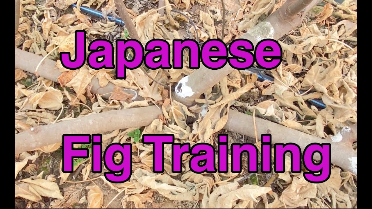 Japanese Fig Training for Cold Hardy Figs - YouTube