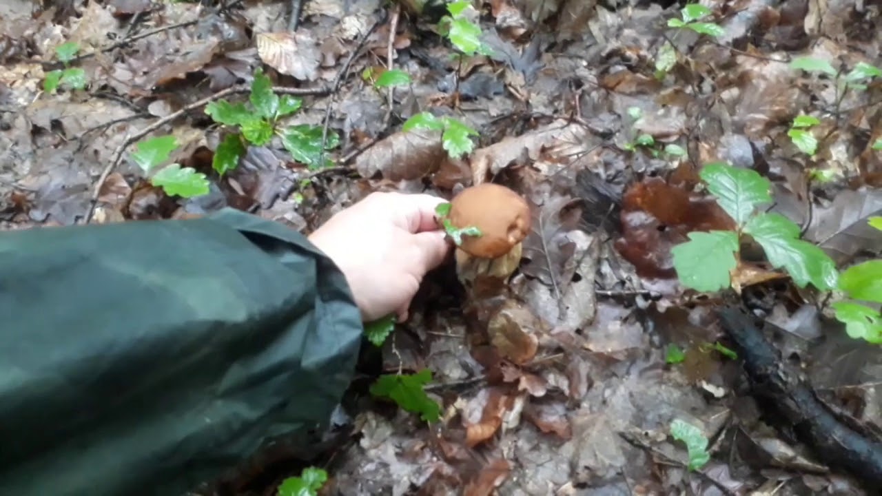 Pitoance de vara 2020. - YouTube