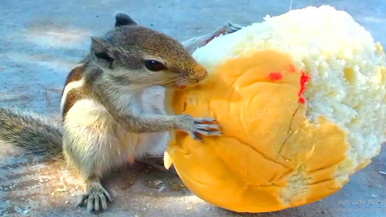 WOW Unbelievable Squirrel Eating Flying Bread - YouTube