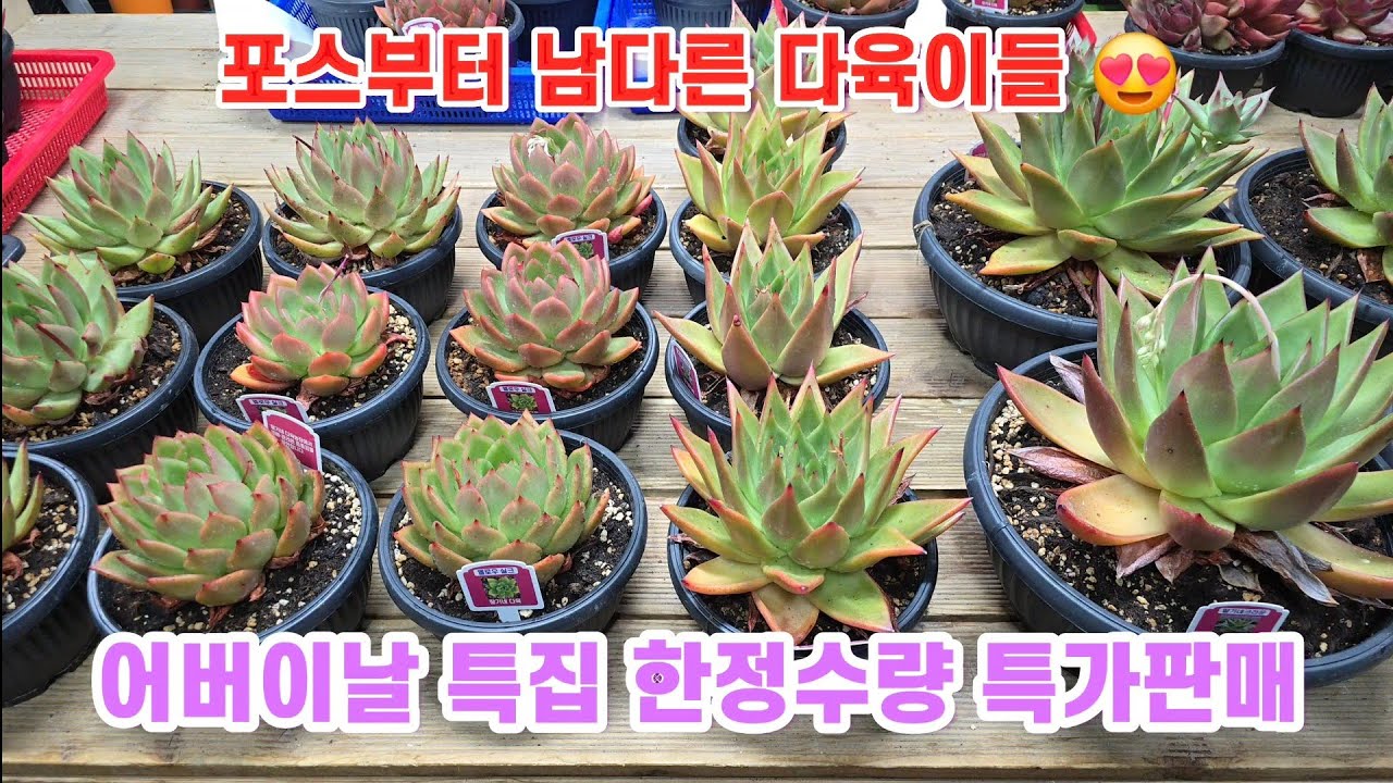 딸기네다육 이쁜 아가들 간단하게 몇가지 소개 할게요 어버이날 한정수량 마지막 물건 묵둥이 귀둥이 거둥이 착한가격 딸기네다육 달콤한총각다육 Youtube