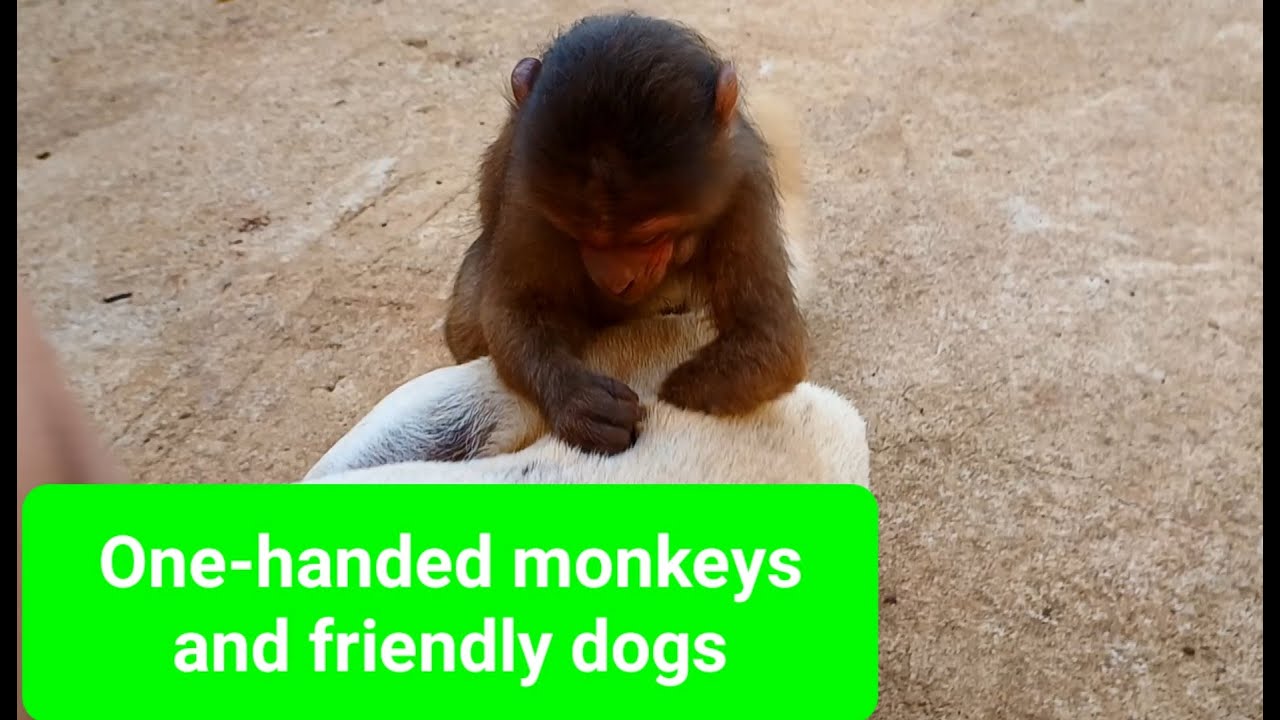 One-handed monkeys and friendly dogs"love newborn monkeys - YouTube