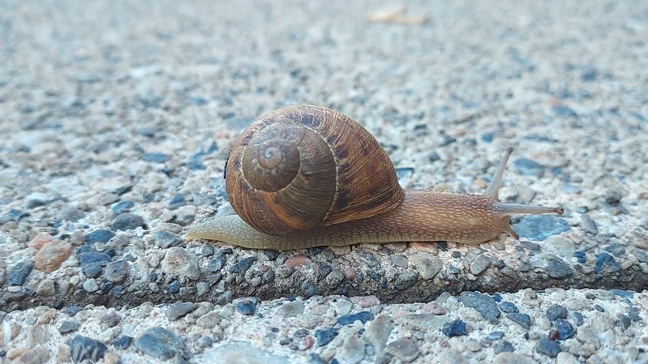 snail slowly crawls off screen as light flickers 🐌 snail + traffic asmr ambience & relaxation ...