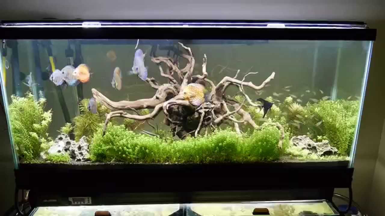 7/22/15 - 55G DISCUS, RUMMIES, ANGELS, KILLIS - YouTube