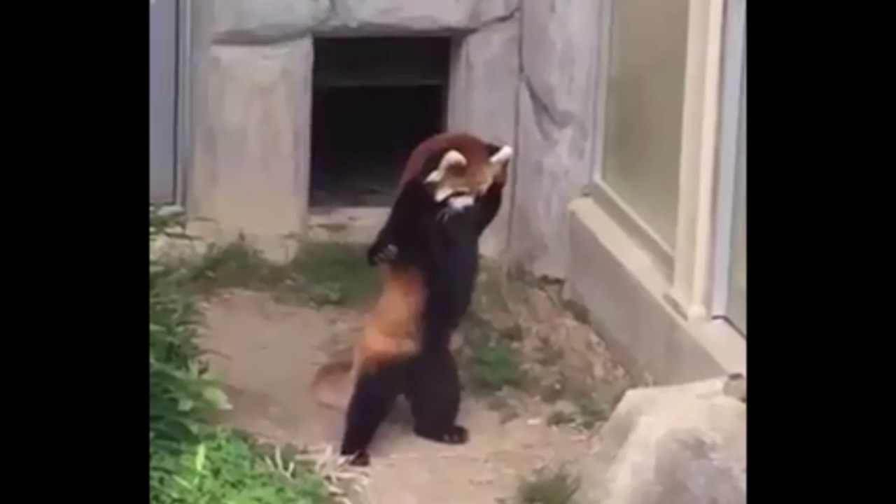 Red Panda Encounters Stone 🐼🐼🐼 Aussie Boxing Commentator Remix - YouTube
