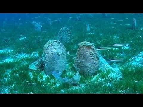 PİNA Tarlası - Pinna nobilis (Linnaeus, 1758) by SAKİ UĞURLU