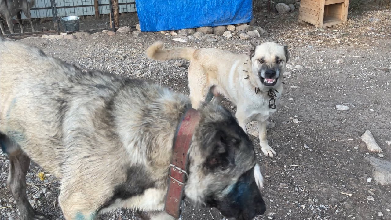 KANGAL ÇAVUŞ VE RAMBO KARŞI KARŞIYA GELDİ - YouTube
