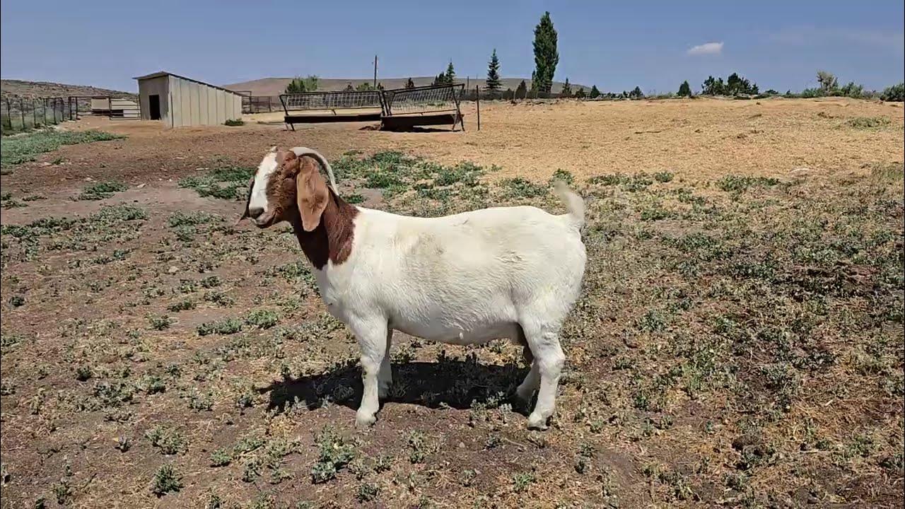 JC BOER GOATS DAKOTA - YouTube