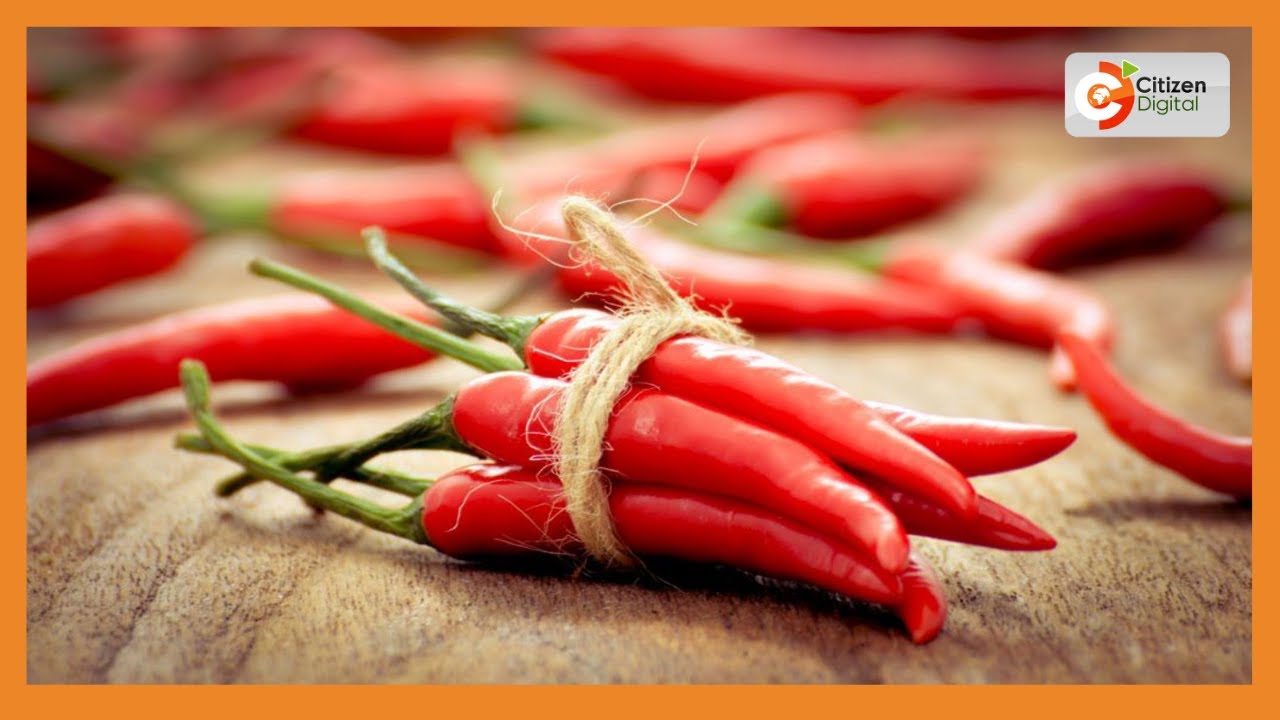 | KENYA'S GOLD | Farming of Bullet Chillies - YouTube